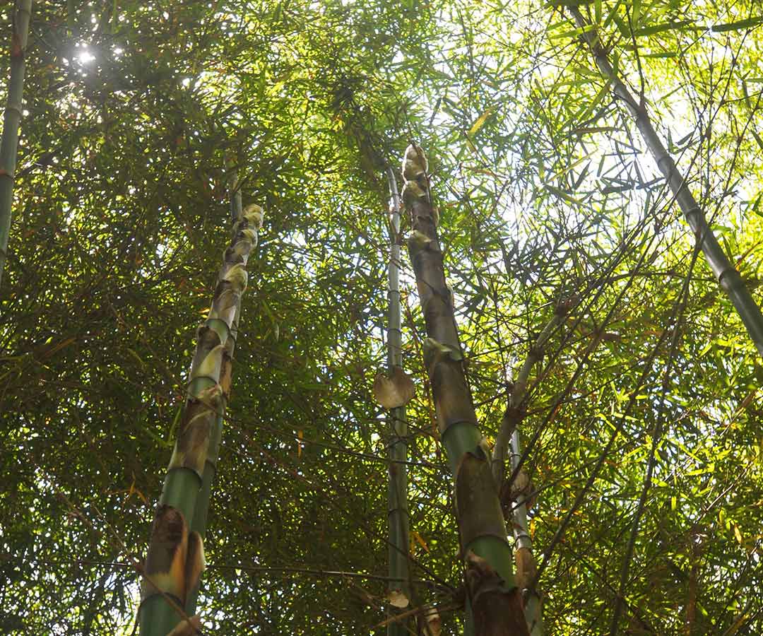 Plantation and propagation – Bamboo Uganda